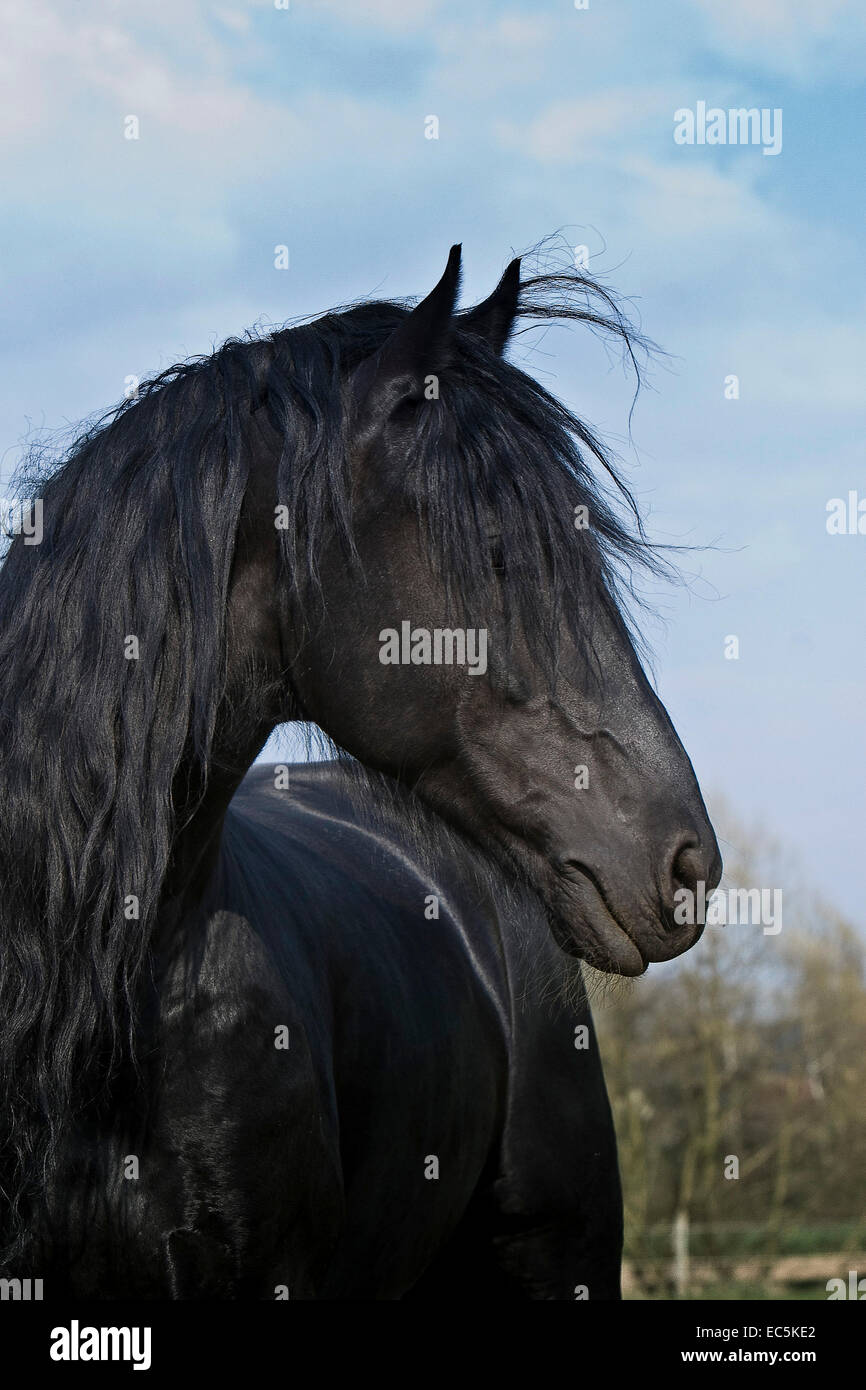 Long run horse hi-res stock photography and images - Alamy
