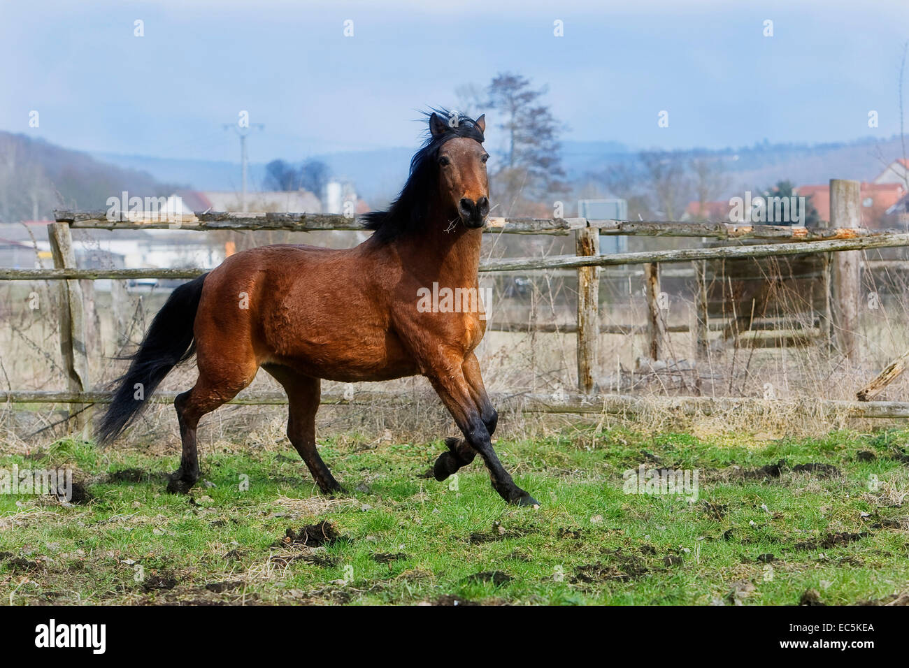 Andalusier Stock Photos & Andalusier Stock Images - Alamy