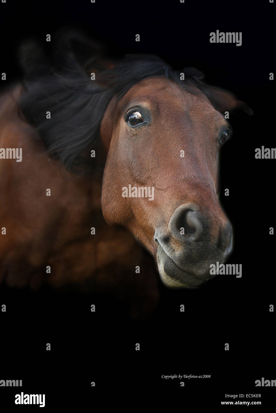 Andalusier hi-res stock photography and images - Alamy