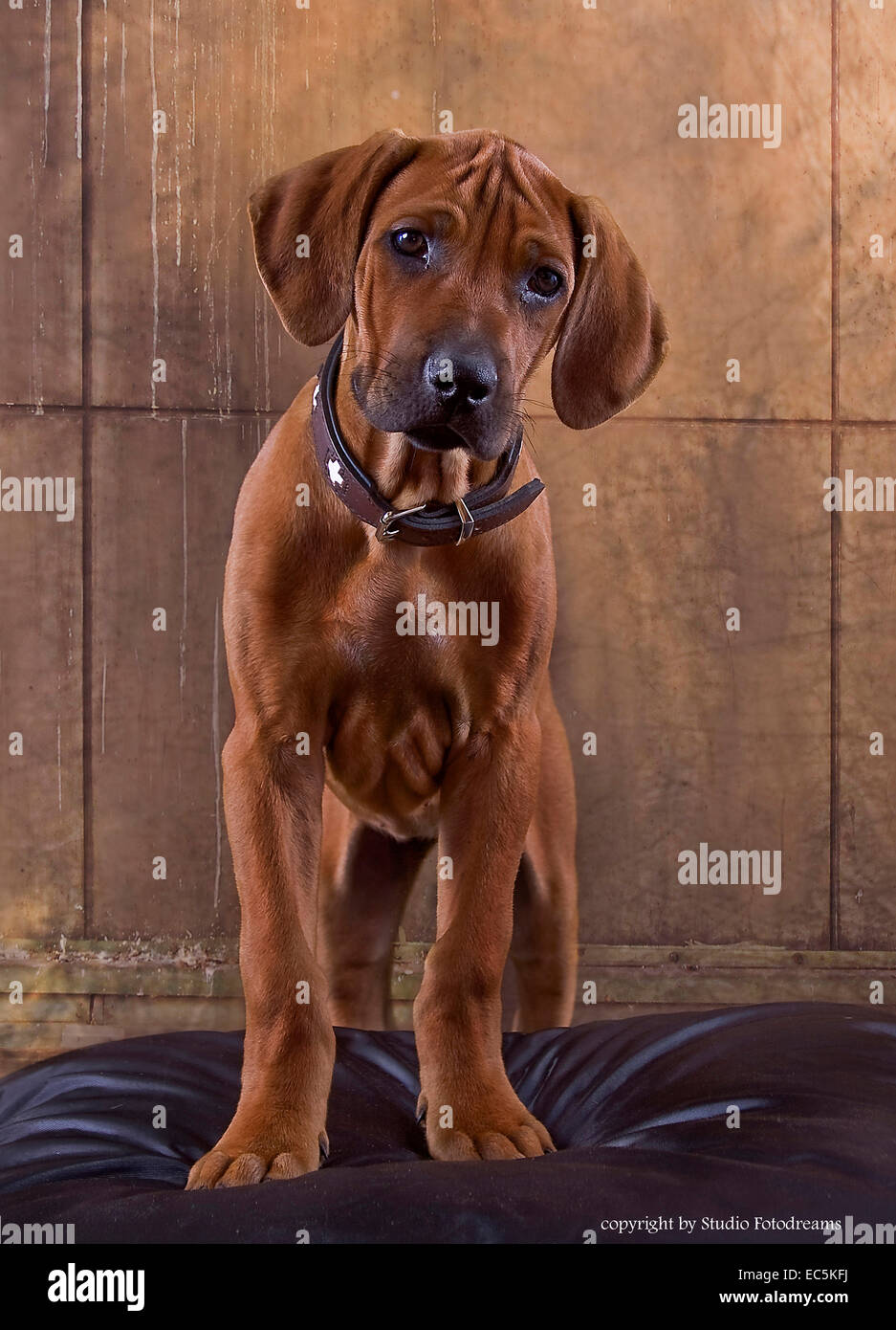 Back breed hi-res stock photography and images - Alamy