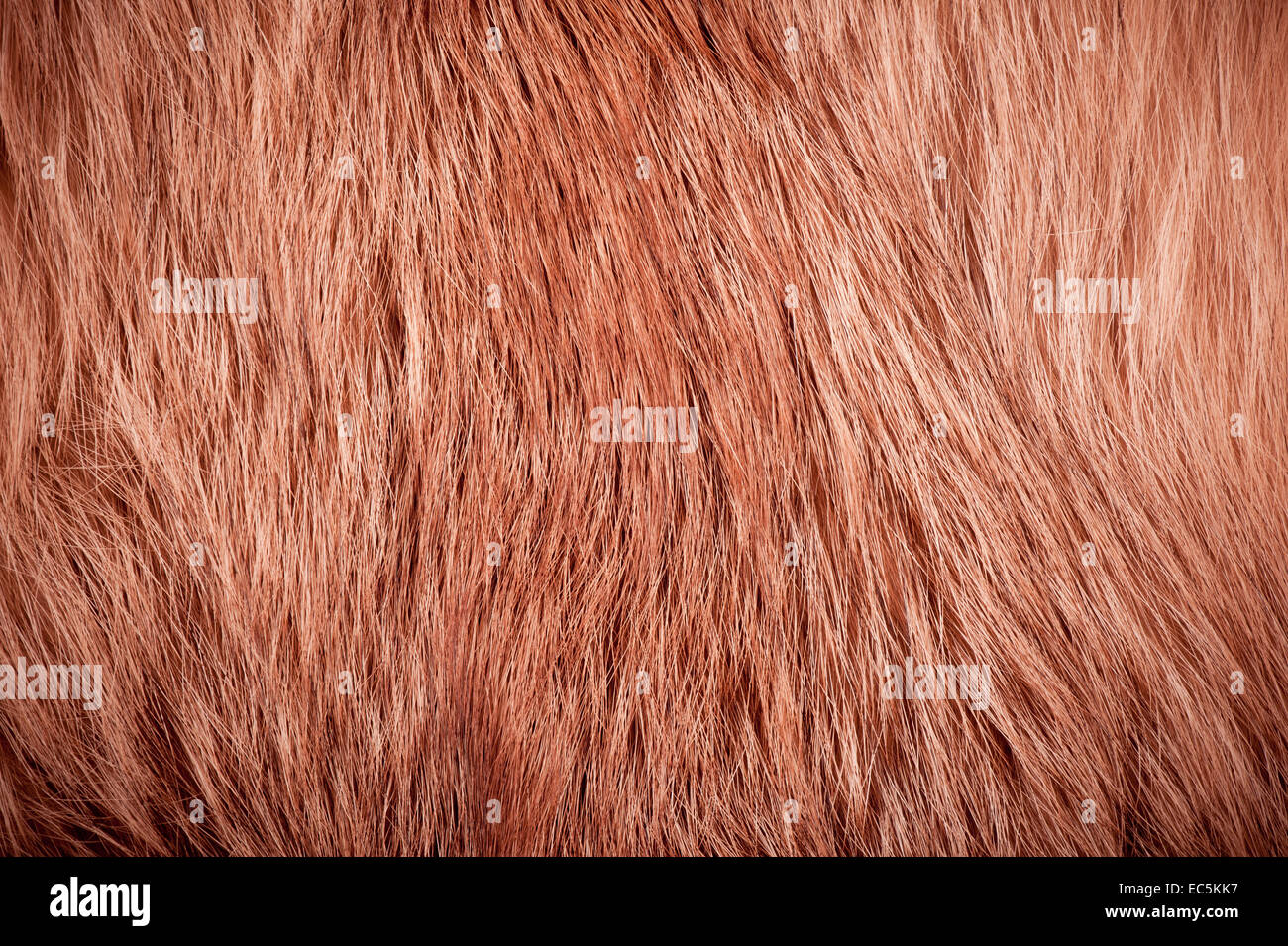 Fox hair hi-res stock photography and images - Alamy