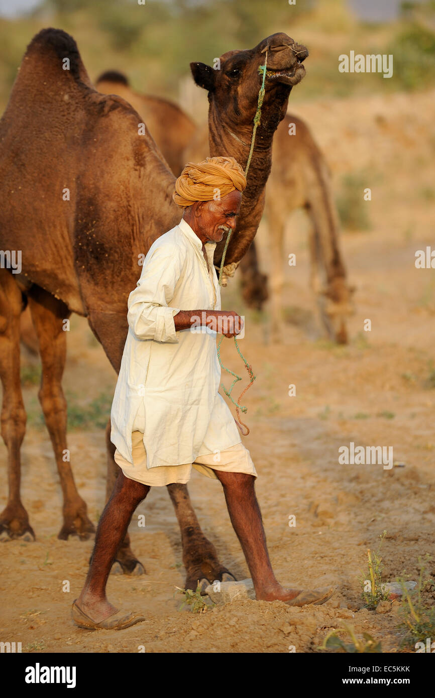 Camel shepherd and his herd Stock Photo - Alamy
