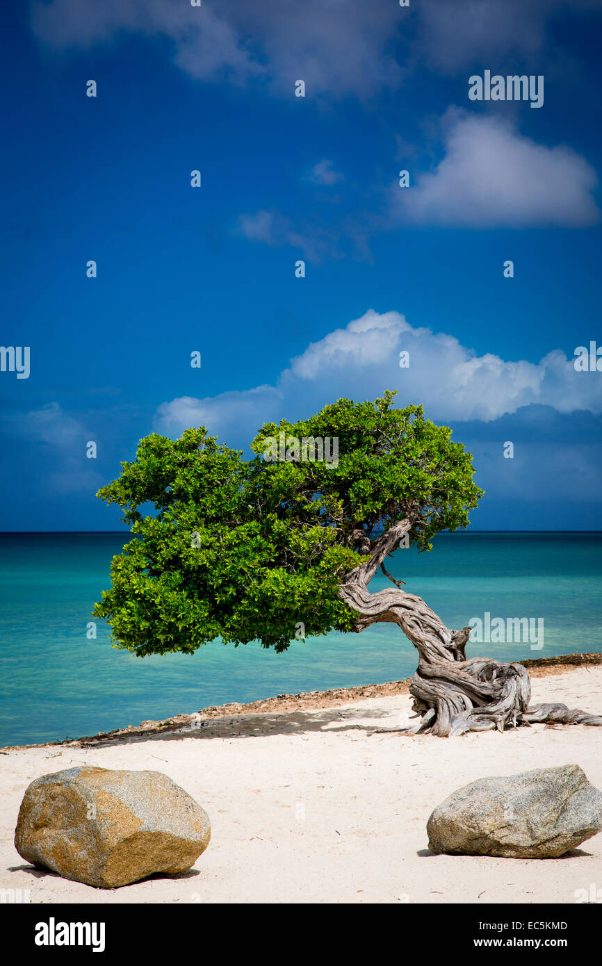 Wind gnarled hi-res stock photography and images - Alamy