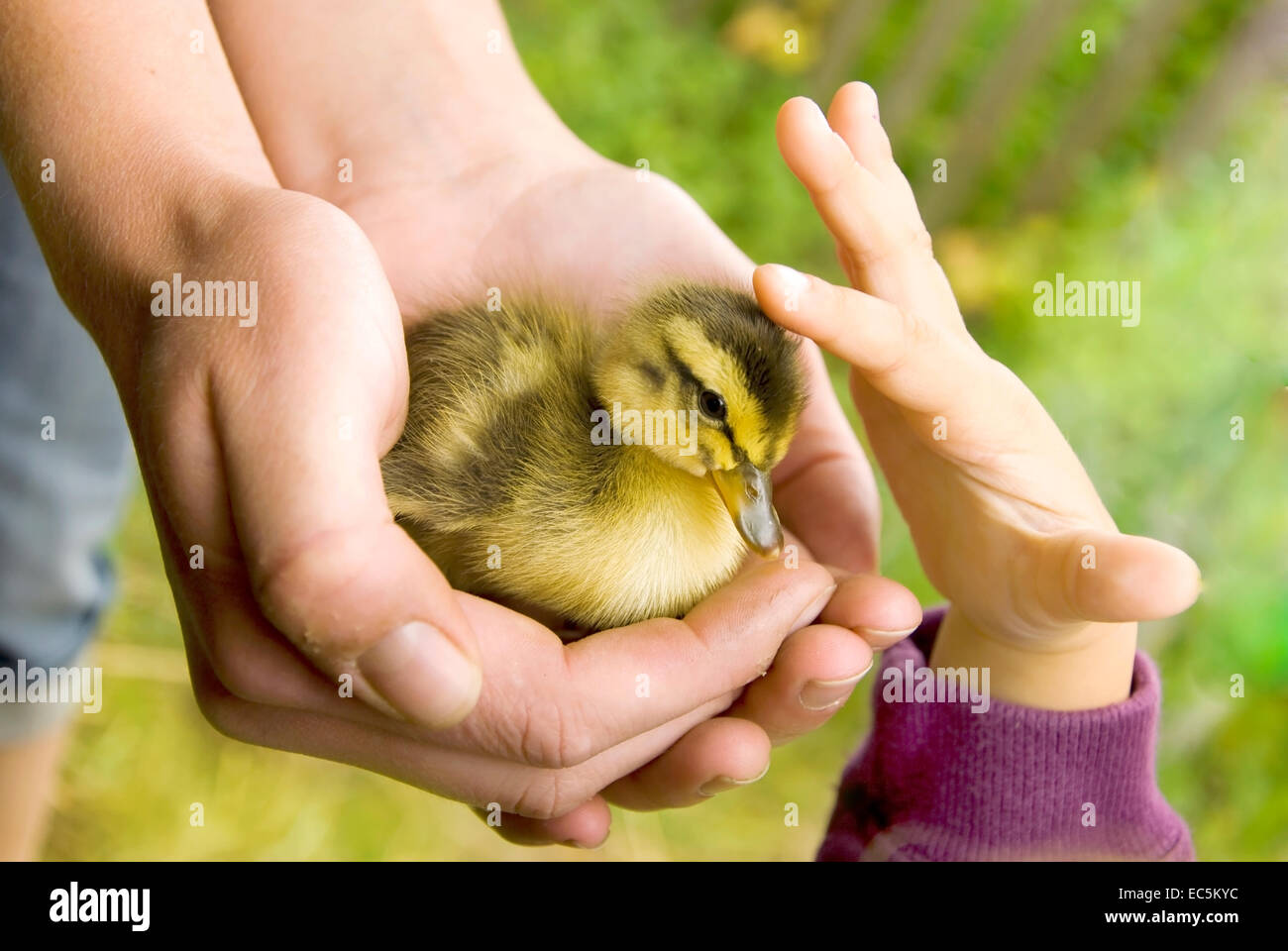 2010, hands of adult person and a young girl stroking a duckling Stock ...