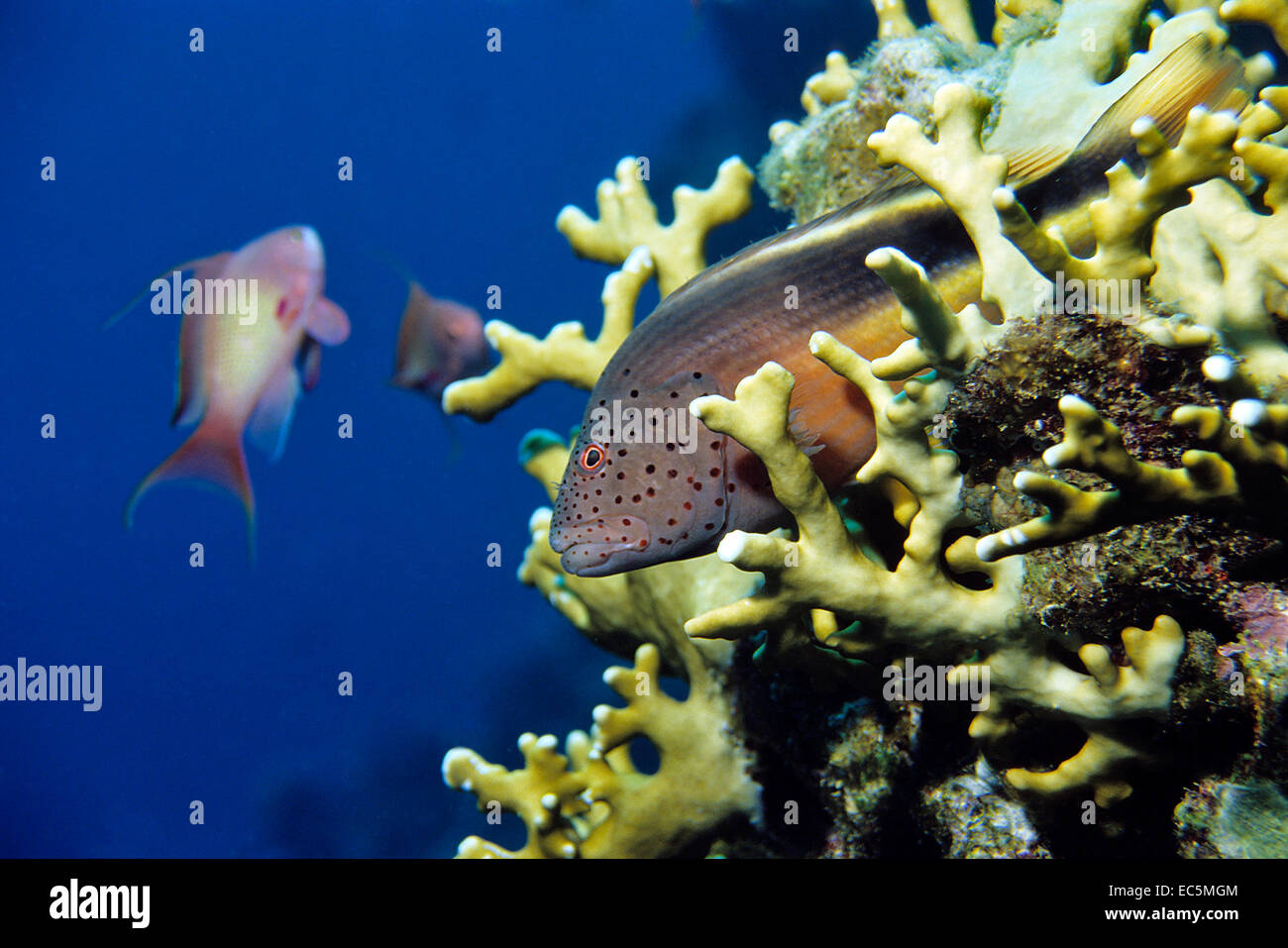 Forster hawkfish hi-res stock photography and images - Alamy