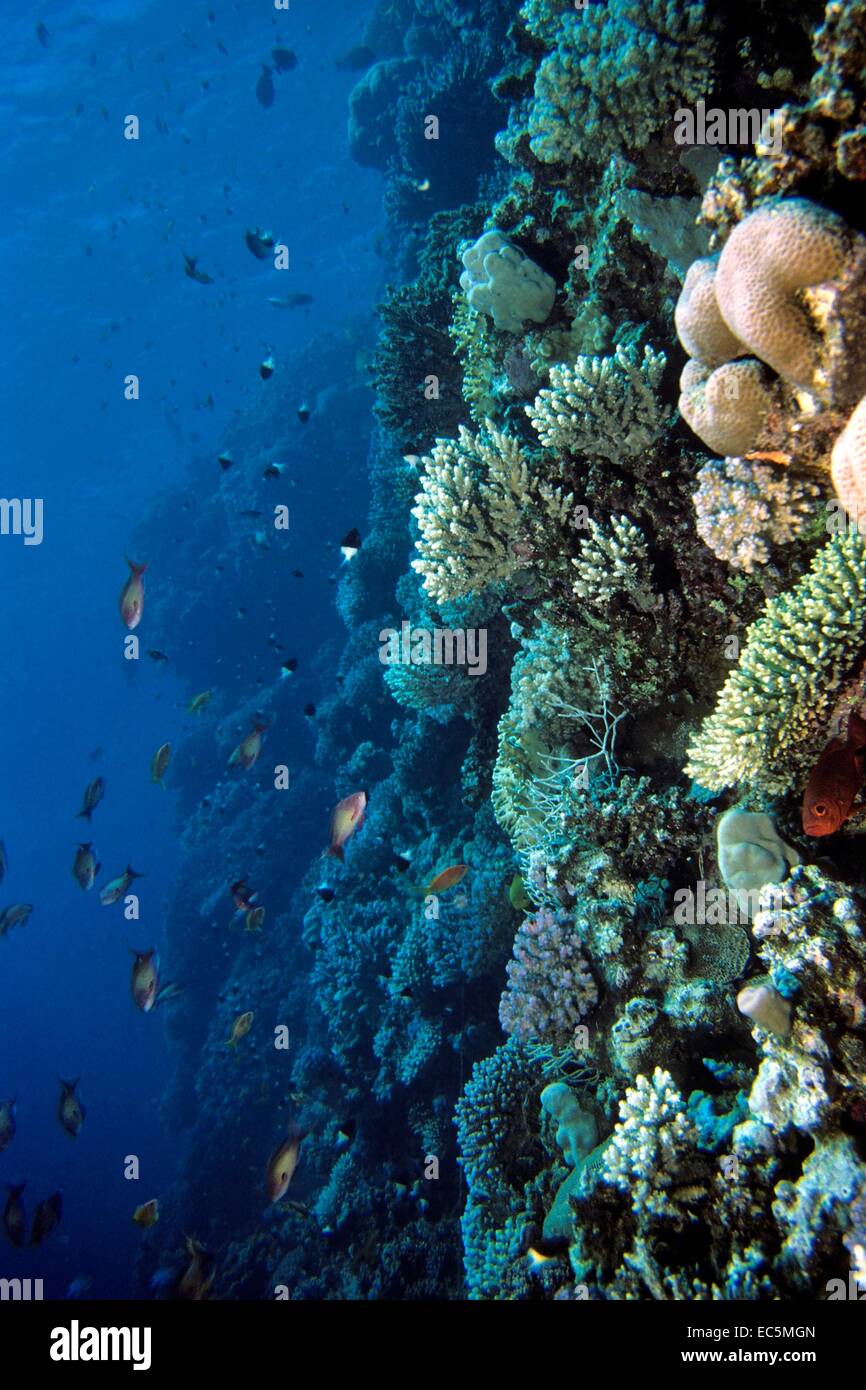 Coral reef slope hi-res stock photography and images - Alamy