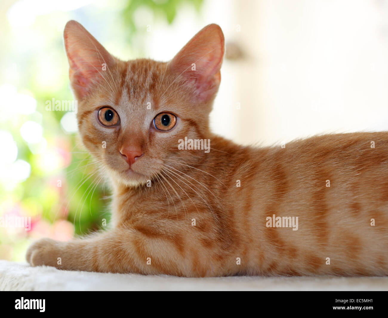 European Tabby Cats High Resolution Stock Photography and Images - Alamy