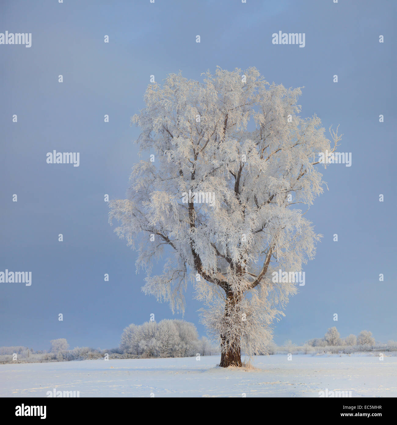 white frosted ash Stock Photo - Alamy