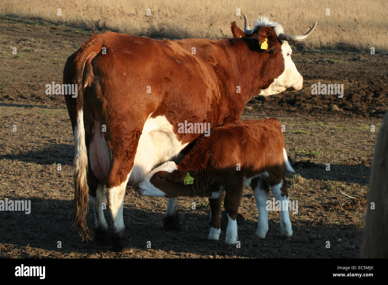 Cow with young Stock Photo - Alamy