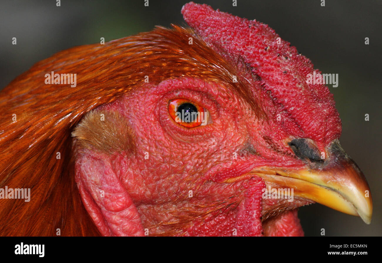 Eye comb hi-res stock photography and images - Alamy