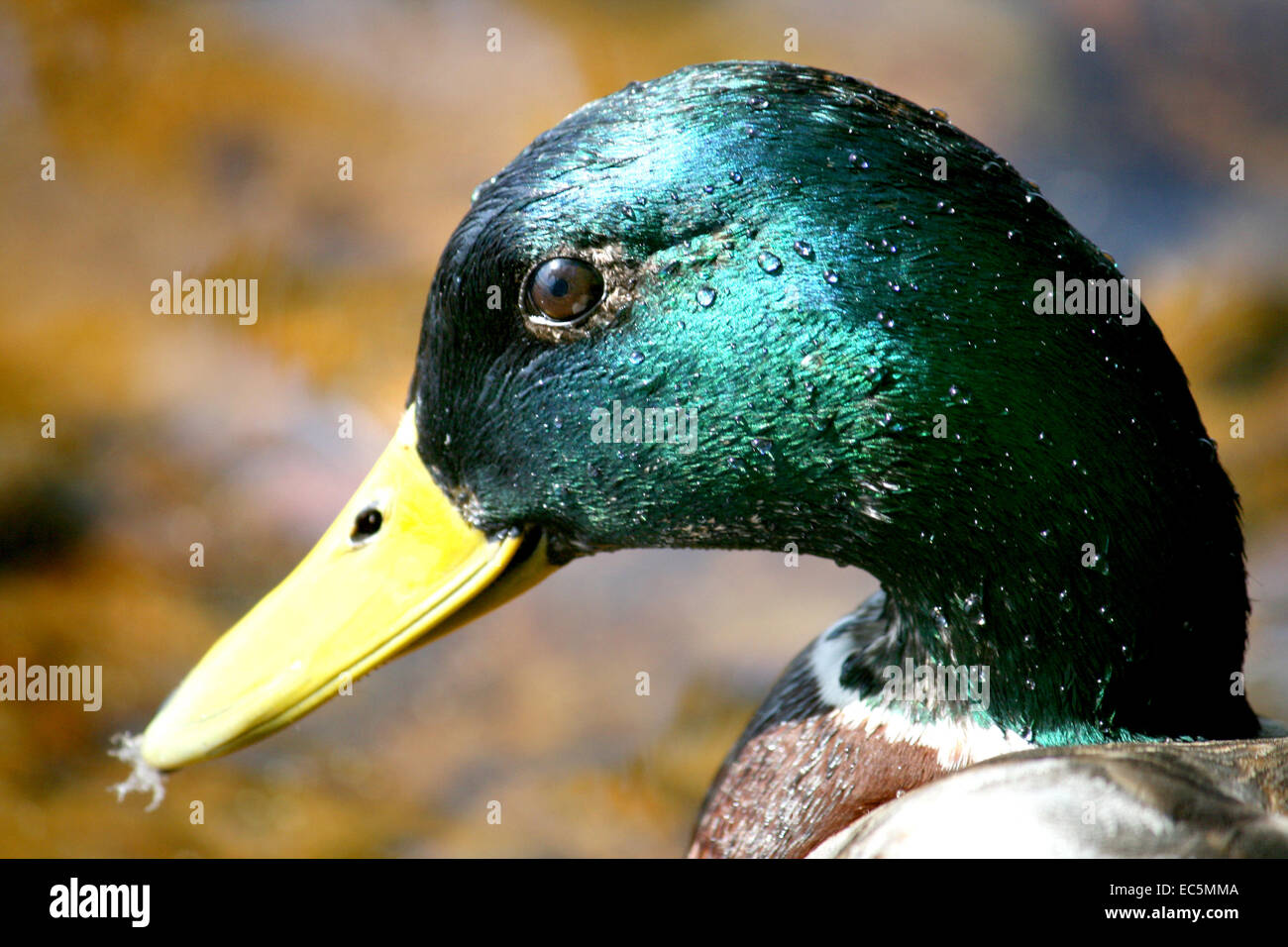 head of a drake Stock Photo - Alamy