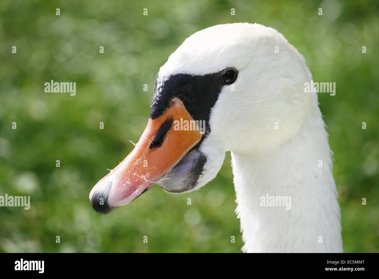 Abscess hi-res stock photography and images - Alamy