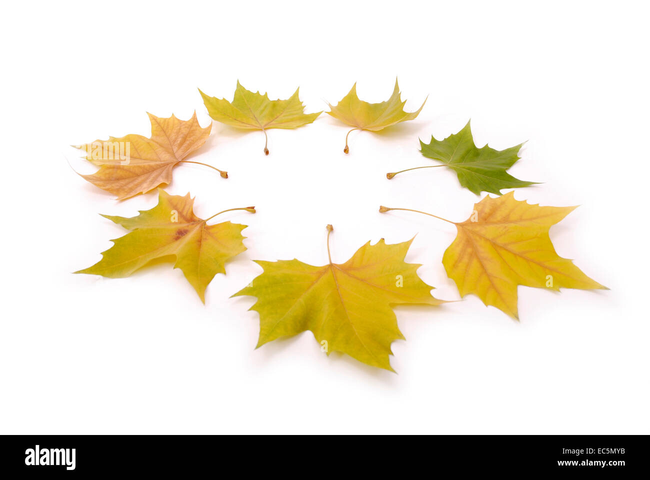 Pointed maple leaf hi-res stock photography and images - Alamy