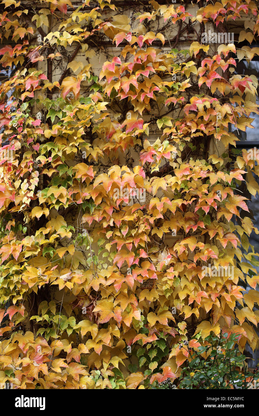 Leaves on a Wall Stock Photo - Alamy