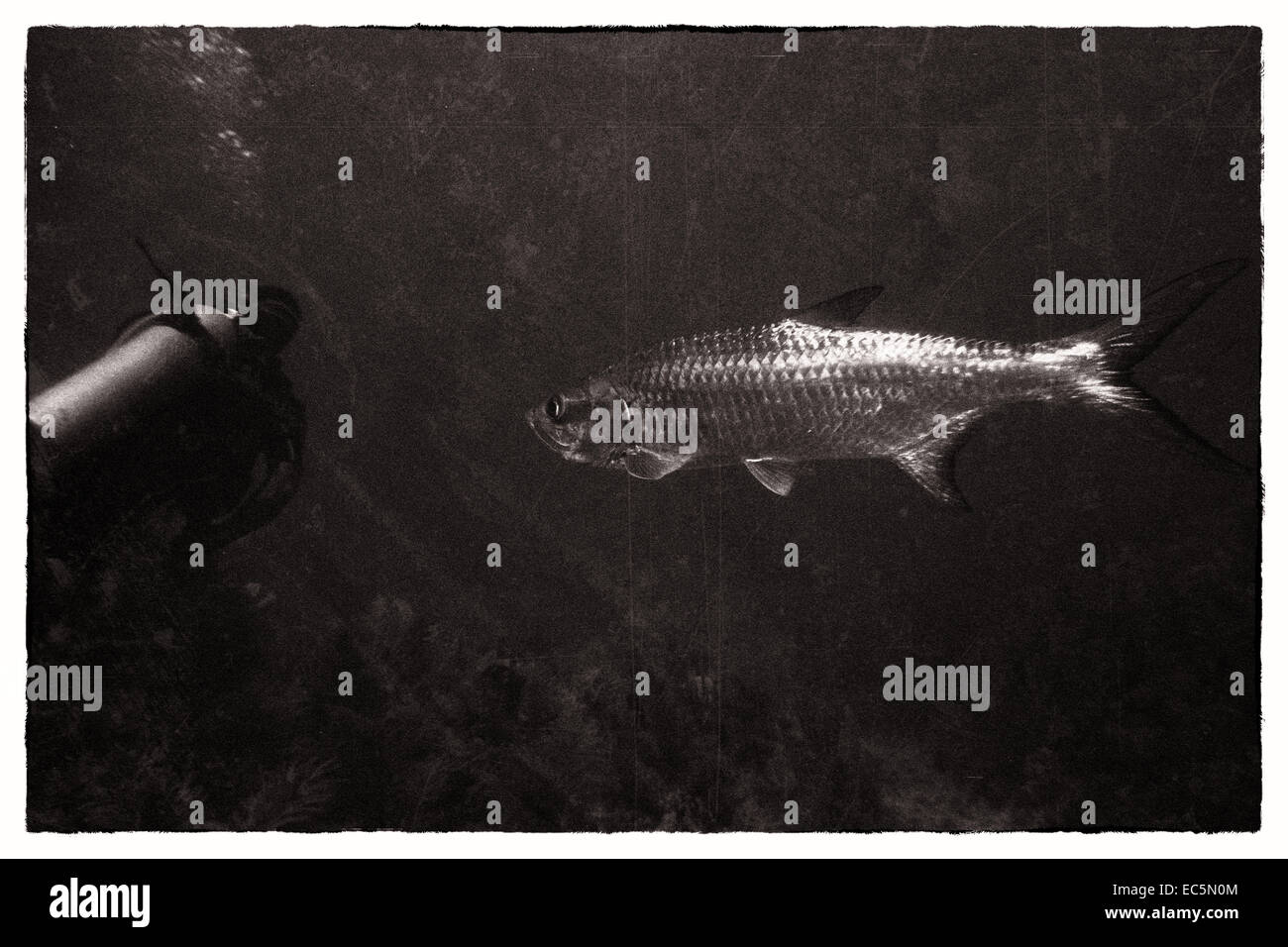 Scuba Diver with big Atlantic Tarpon Stock Photo - Alamy