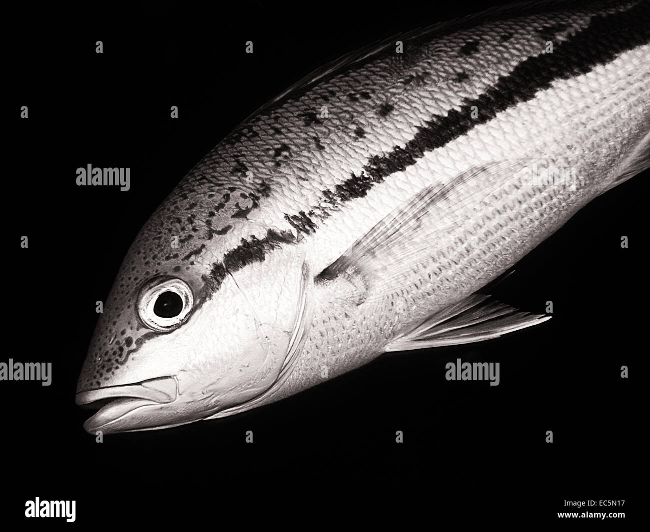 caribbean Yellowtail Snapper Stock Photo - Alamy