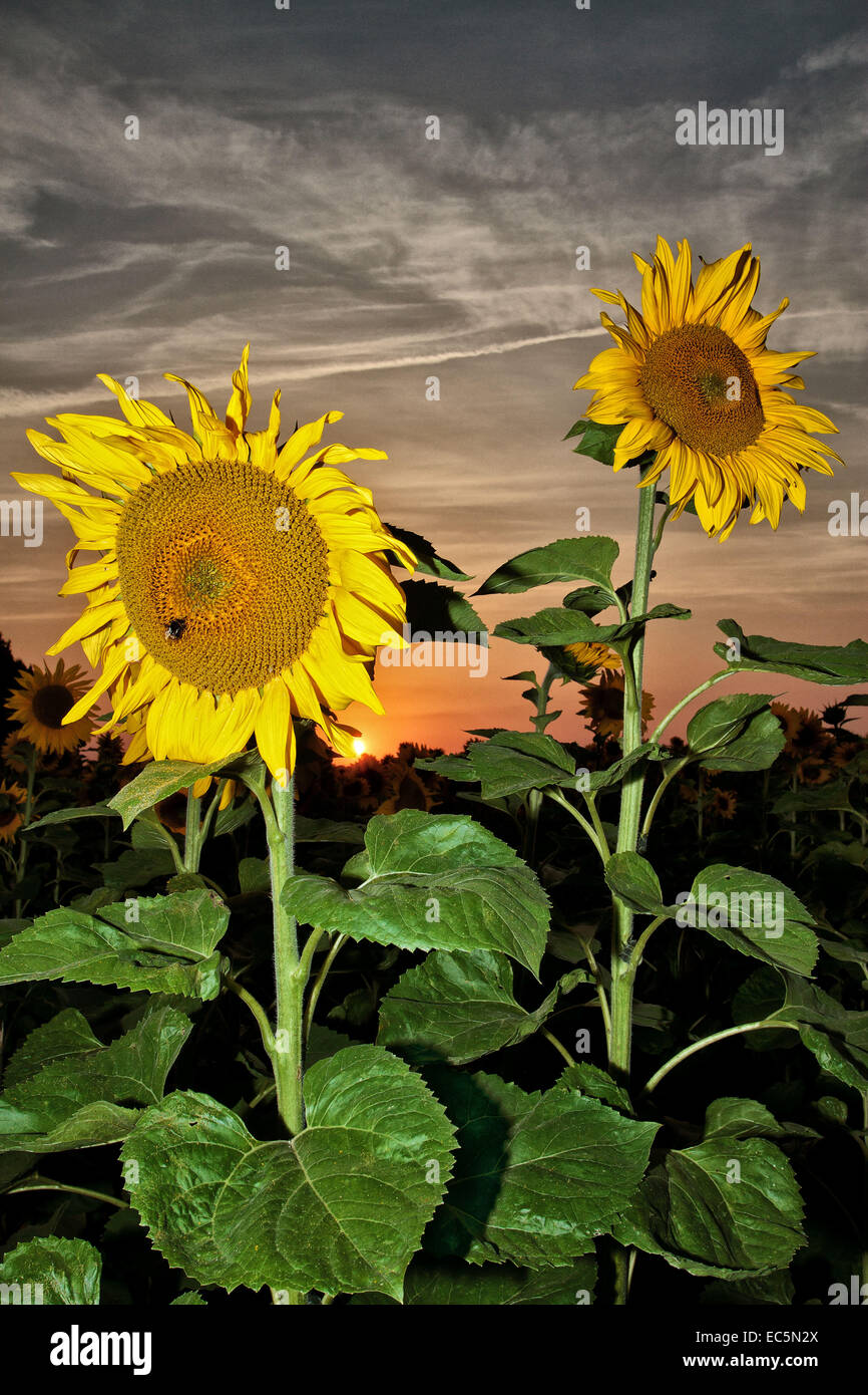 Sunflowers in Sunset Stock Photo - Alamy