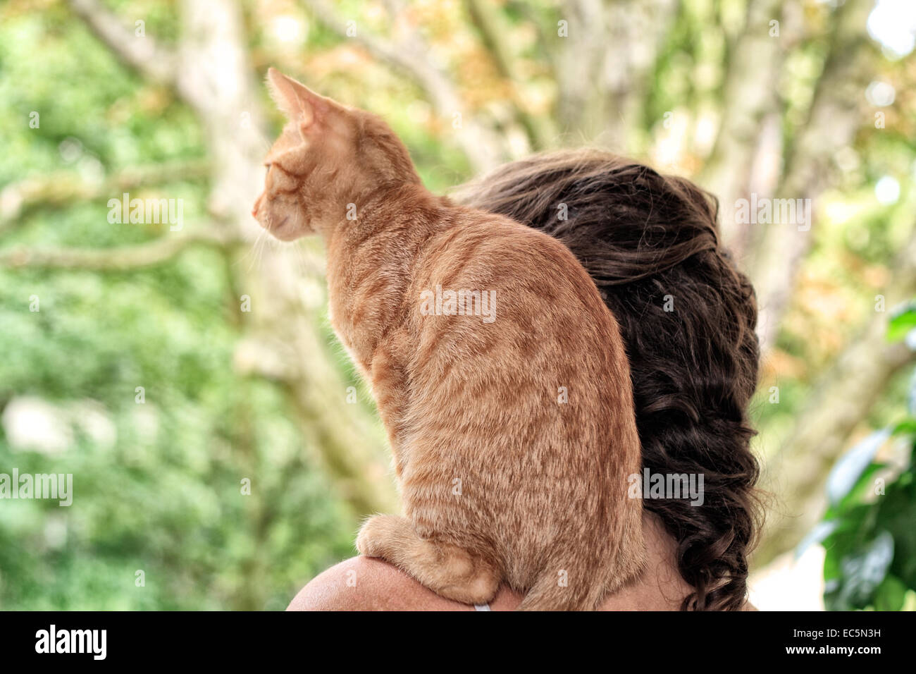 Cat on Shoulder Stock Photo - Alamy