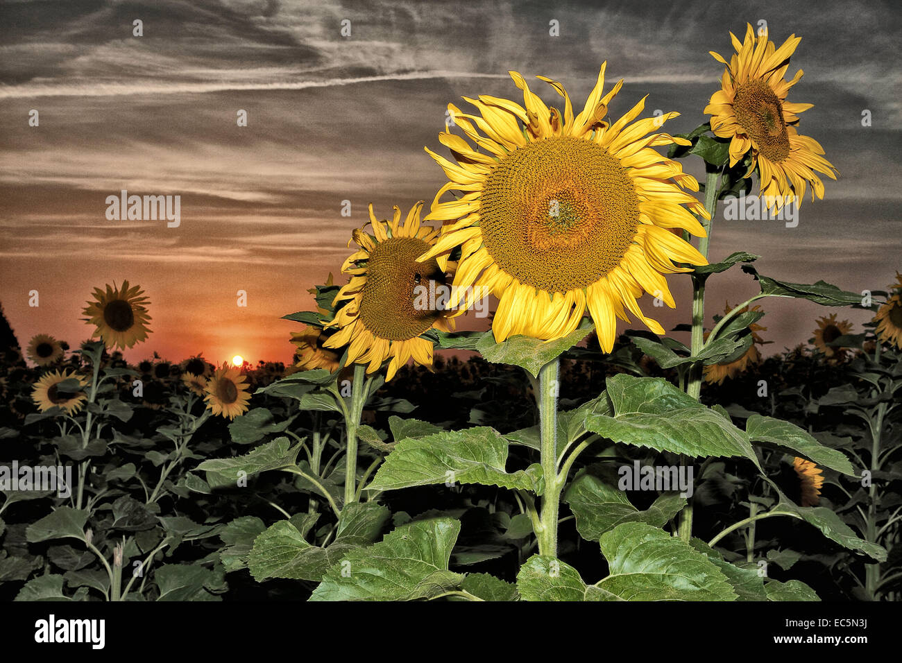 Sunflowers in the Sunset Stock Photo - Alamy