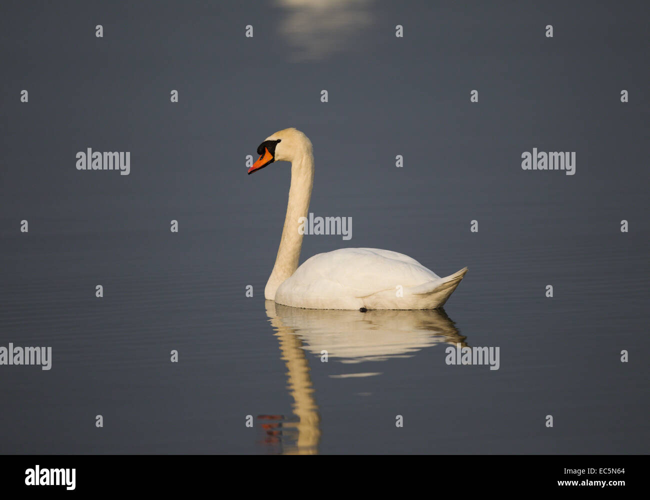 Swan on Lake Constance Stock Photo - Alamy
