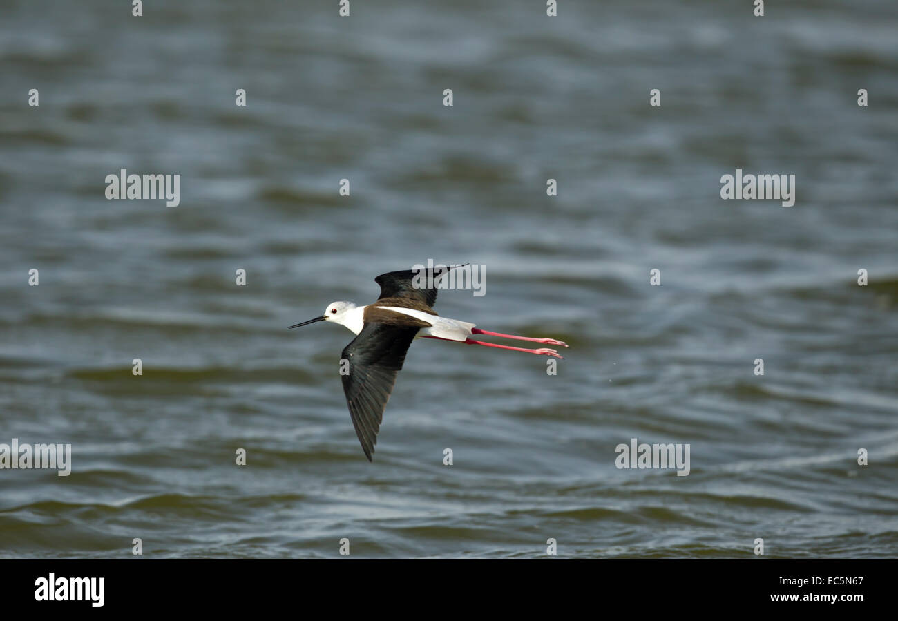 Waders in the salt flats north of Eilat, Israel Stock Photo - Alamy
