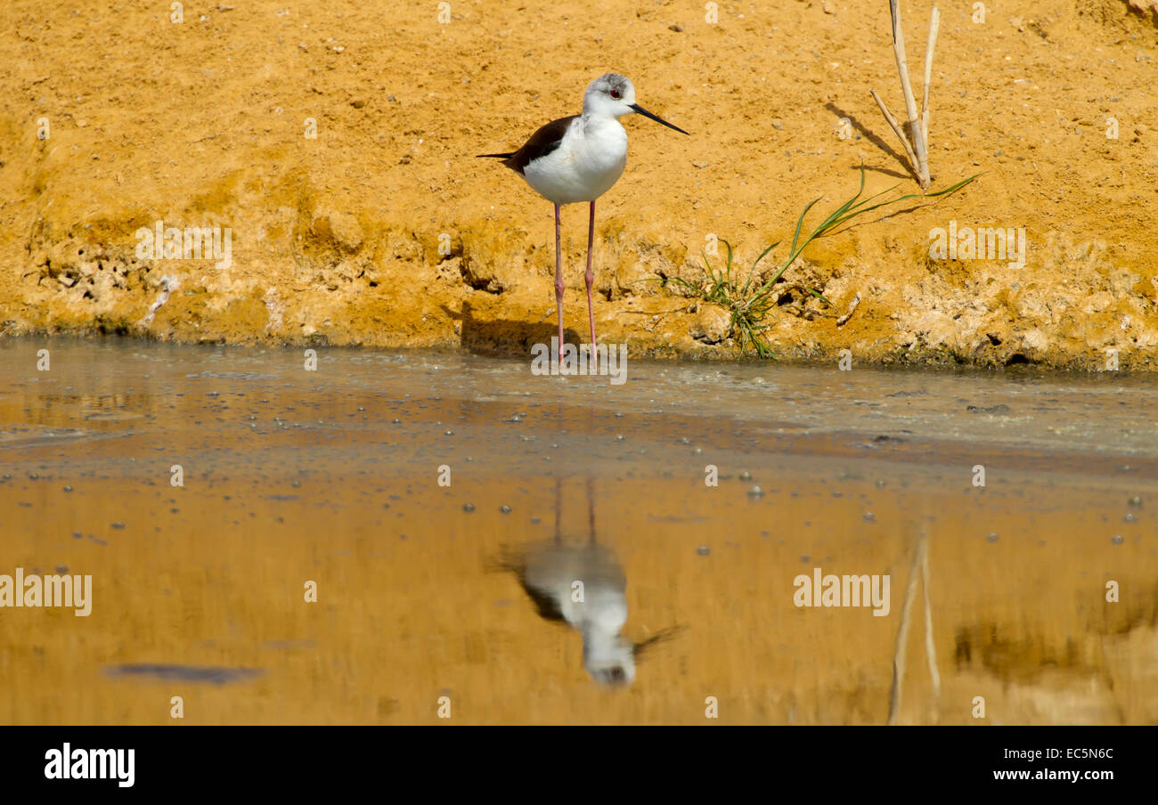 Waders in the salt flats north of Eilat, Israel Stock Photo - Alamy