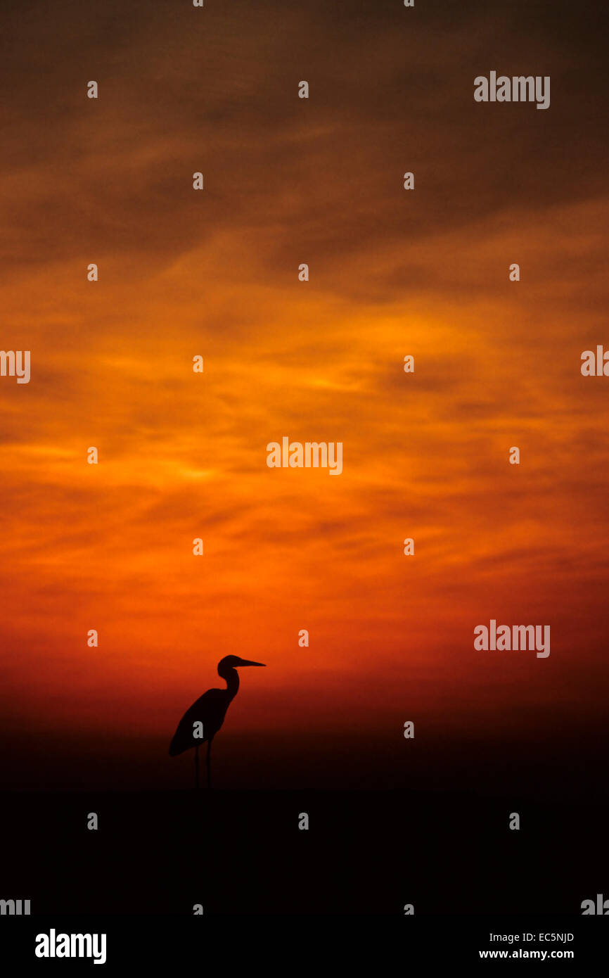 Heron in Sunset Stock Photo - Alamy