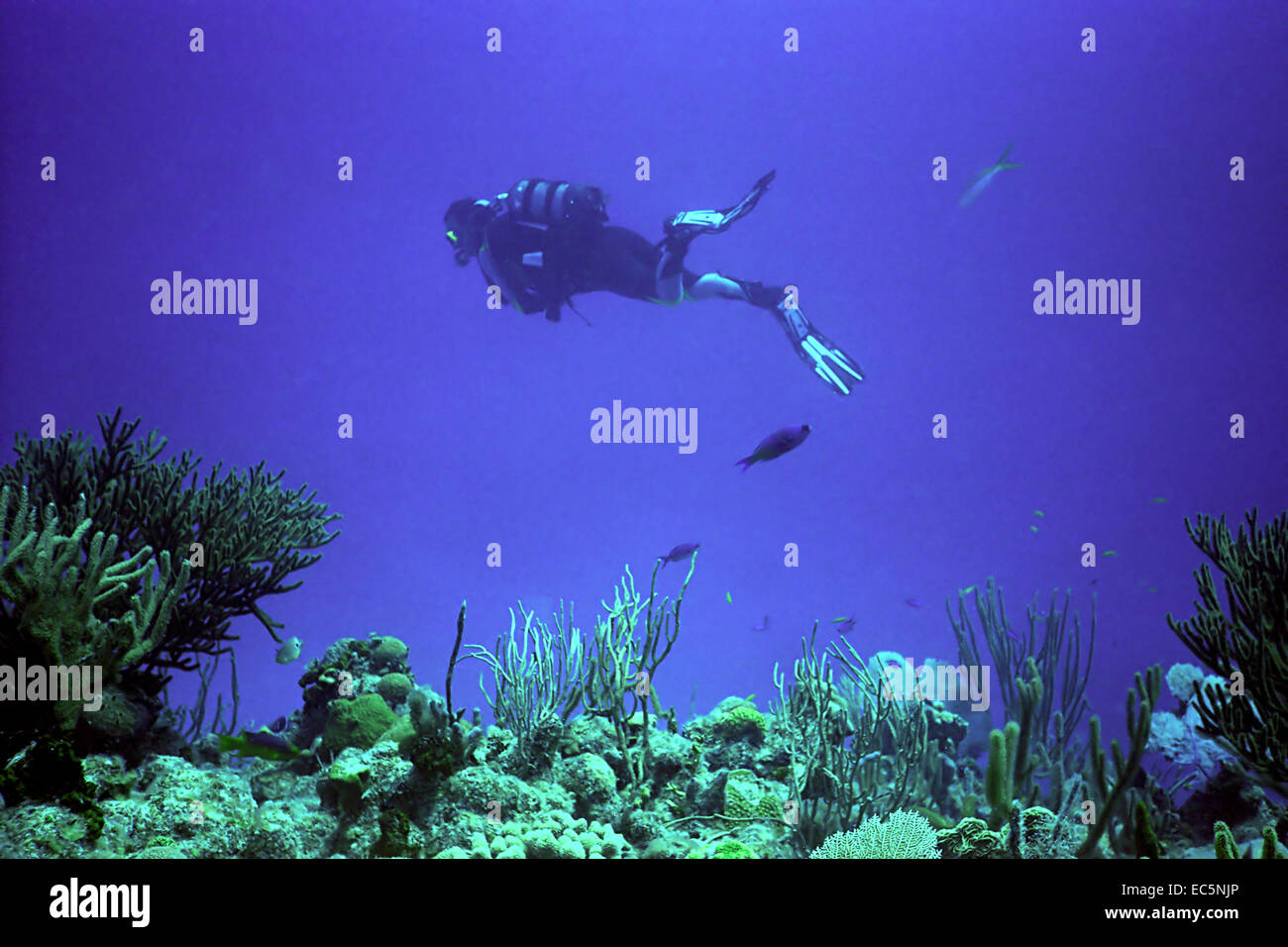 Scuba Diver at Reef Side Stock Photo - Alamy
