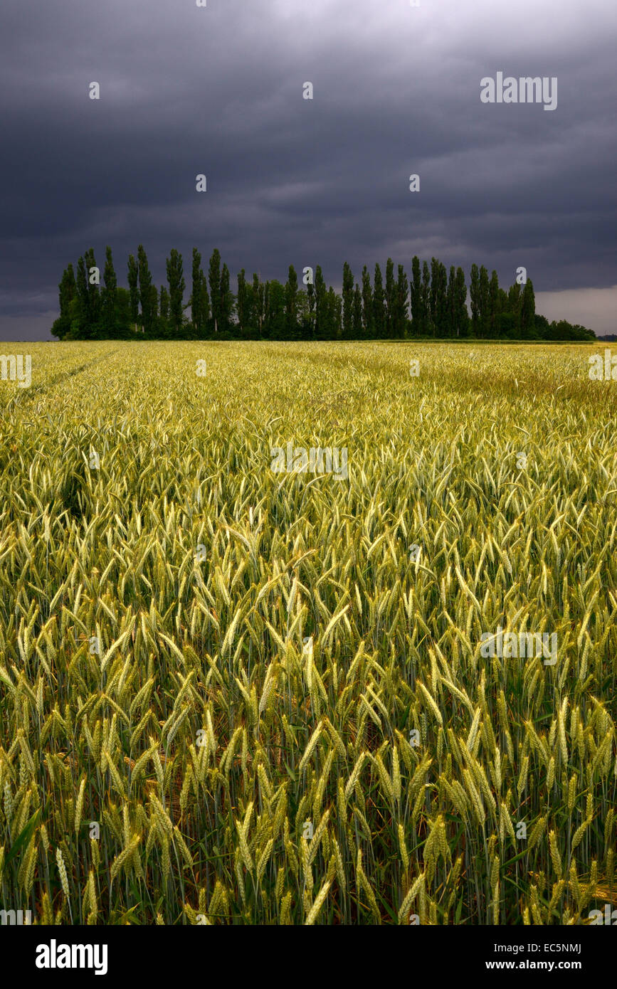 grainfield with trees und dramatic sky Stock Photo - Alamy