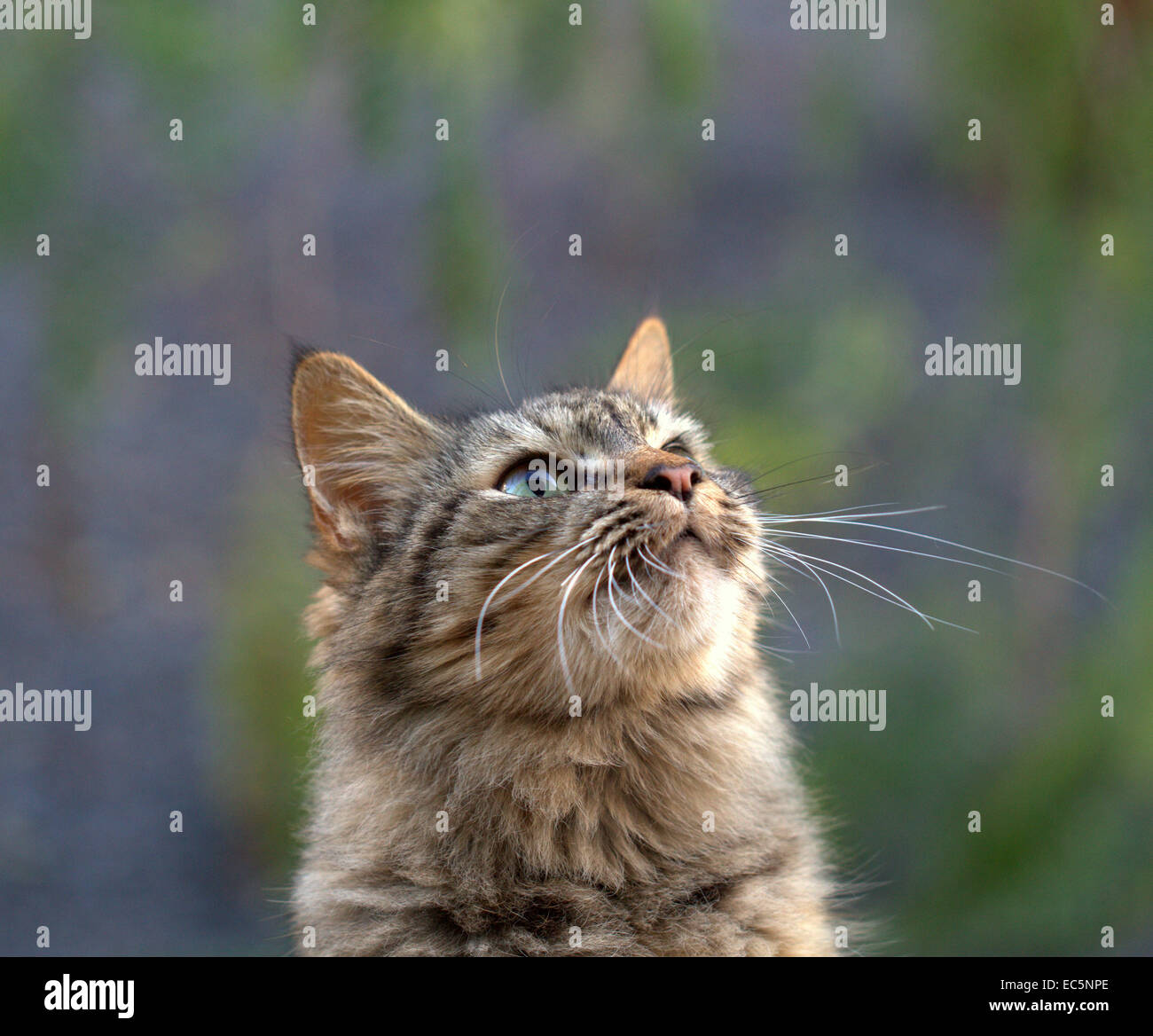 call my Tiger, Tiger W Stock Photo - Alamy