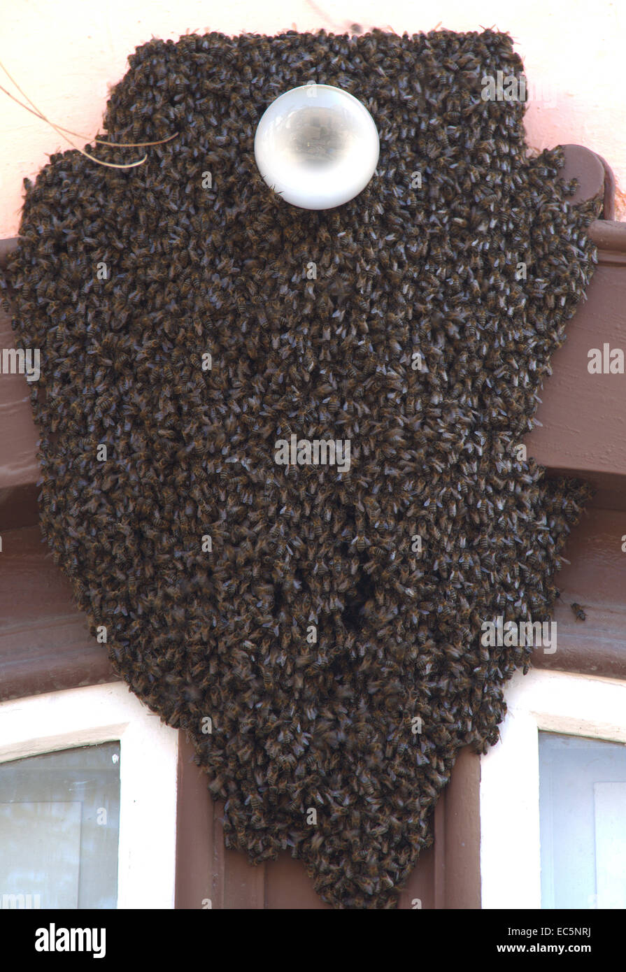 Connection to bees hi-res stock photography and images - Alamy