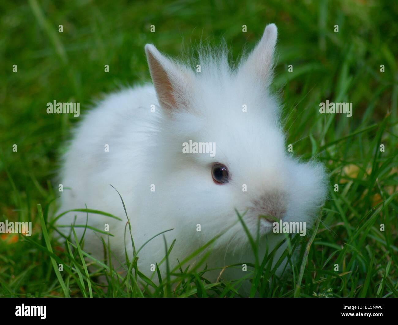 White Bunny Rabbit Leporidae Stock Photo - Alamy