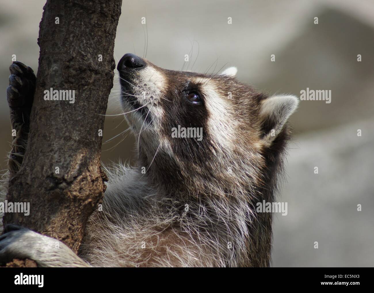 Tank Buster Racoon Procyon lotor Stock Photo - Alamy
