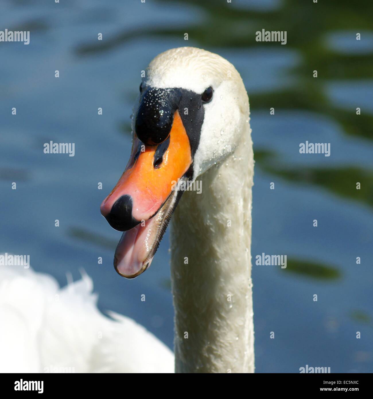 Warning swan hi-res stock photography and images - Alamy