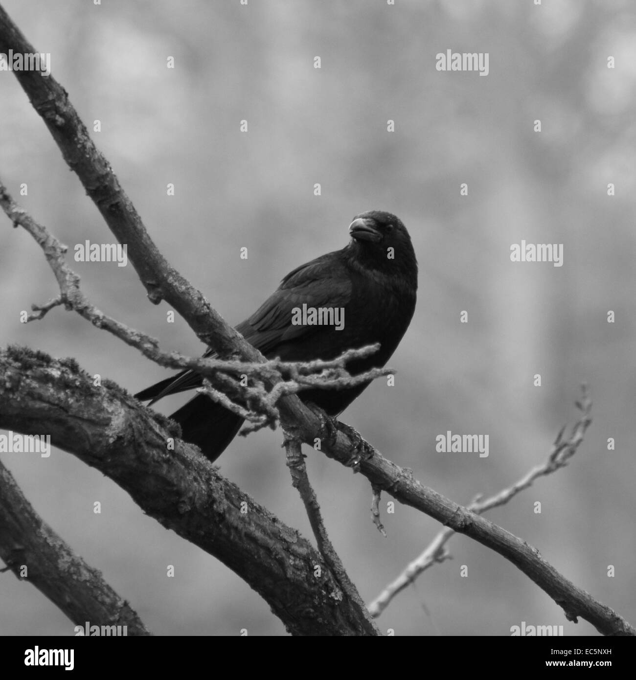 Raven habitat Black and White Stock Photos & Images - Alamy