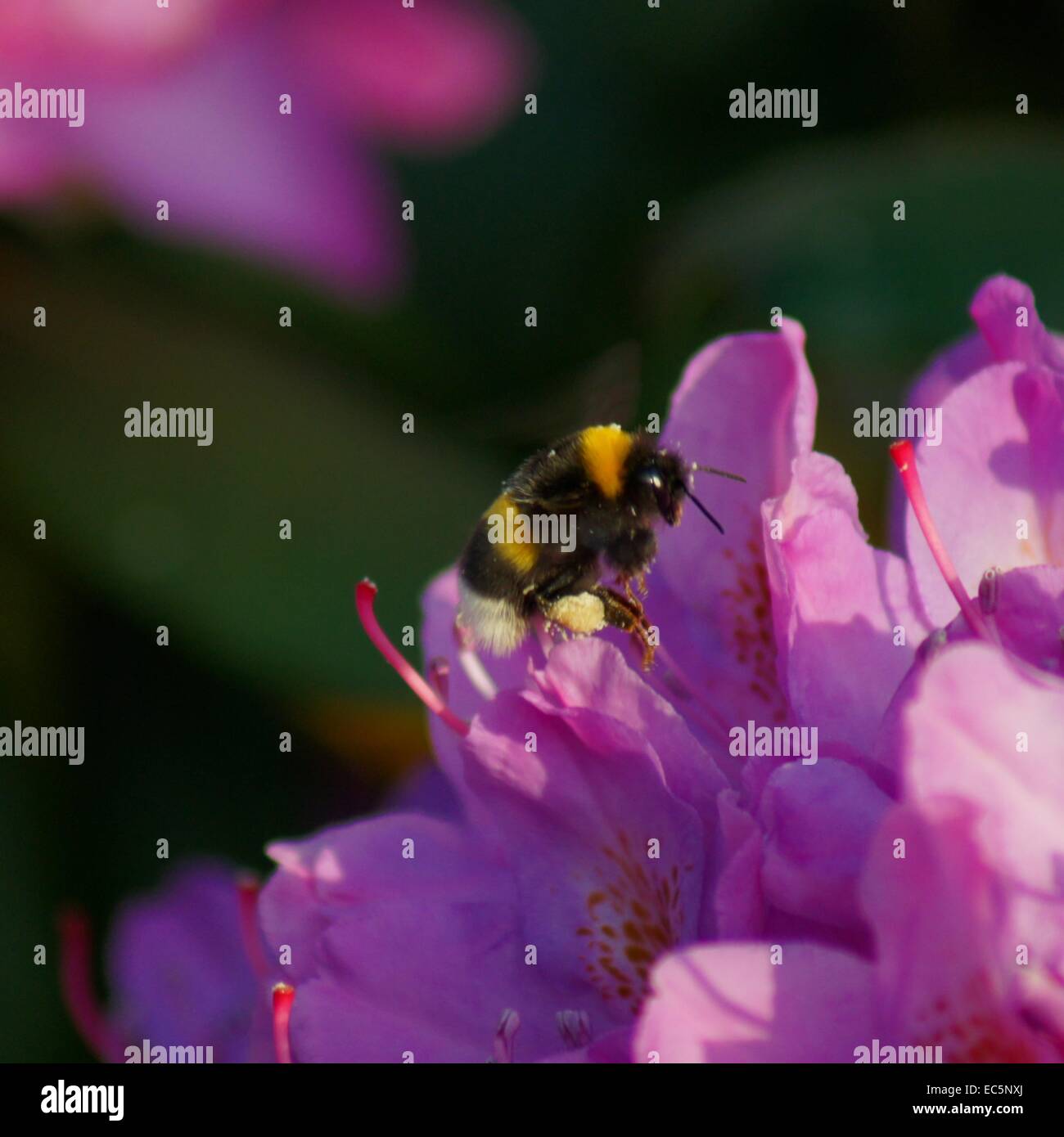 Tiger Bumblebee Bombus Stock Photo - Alamy