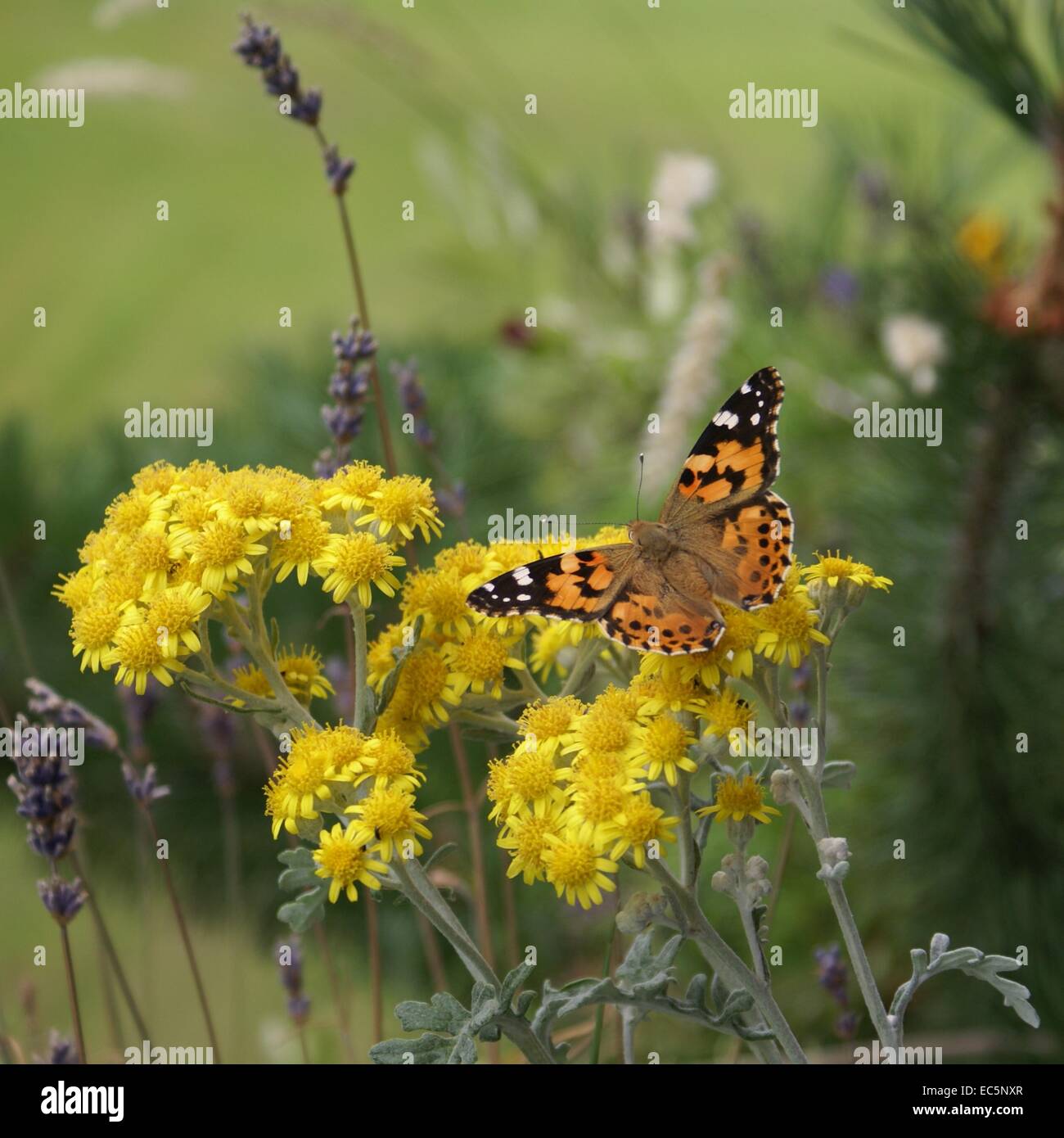 Thistle Butterfly Vanessa cardui Stock Photo - Alamy