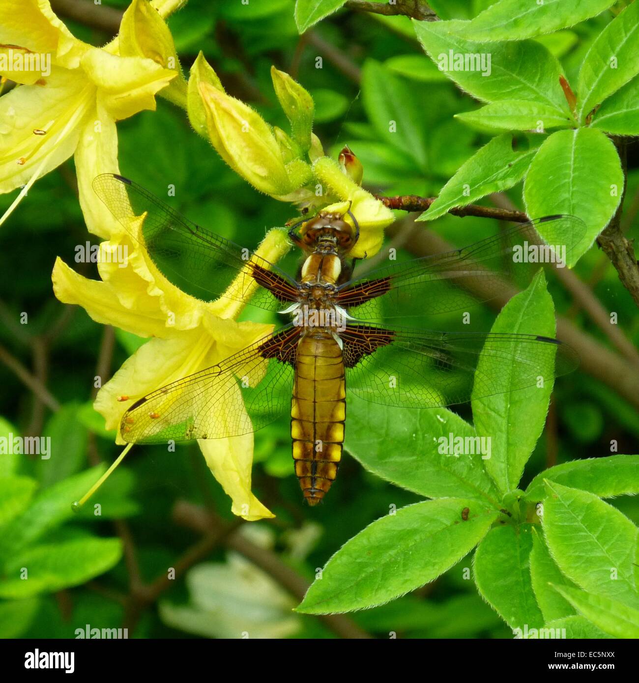 Dragonfly Insect Odonata Stock Photo - Alamy