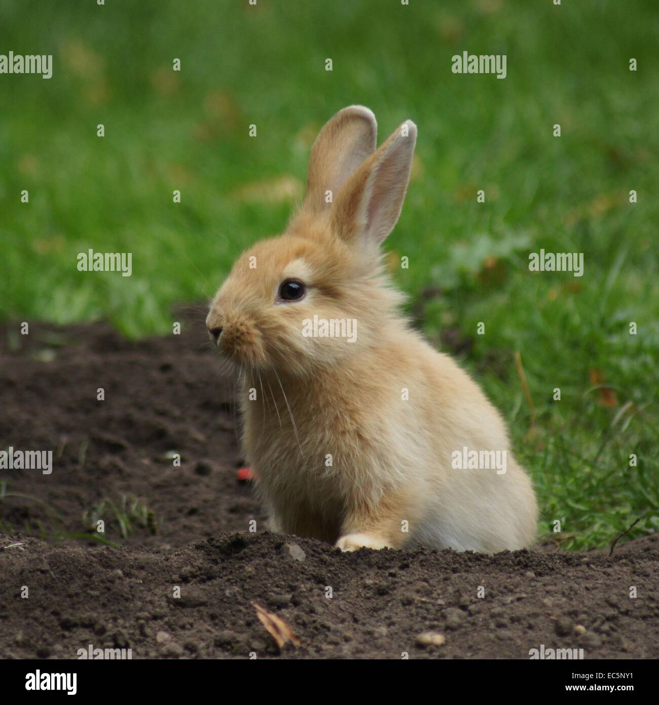 The brown bunny hi-res stock photography and images - Alamy