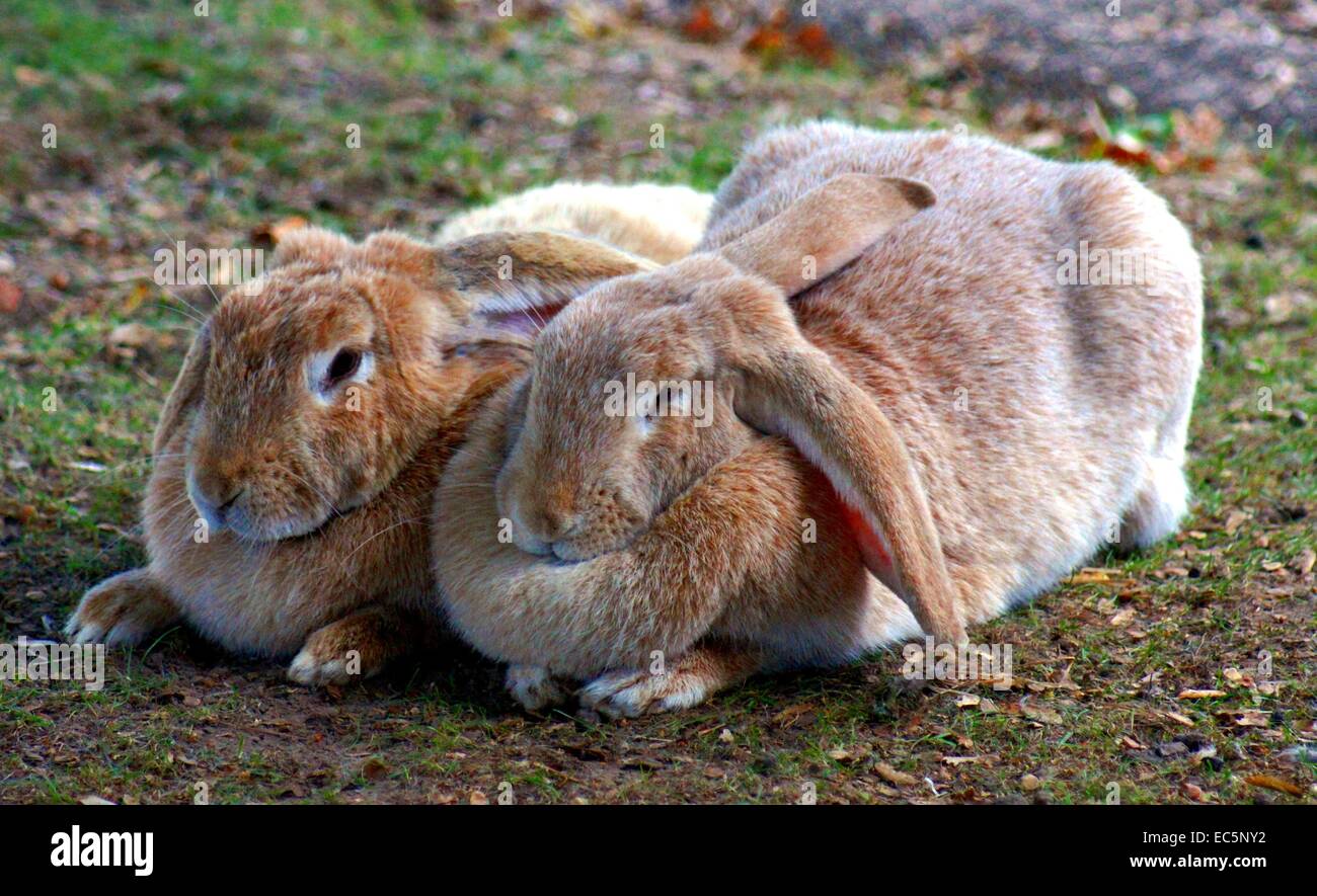 Big Friends Rabbit Stock Photo - Alamy