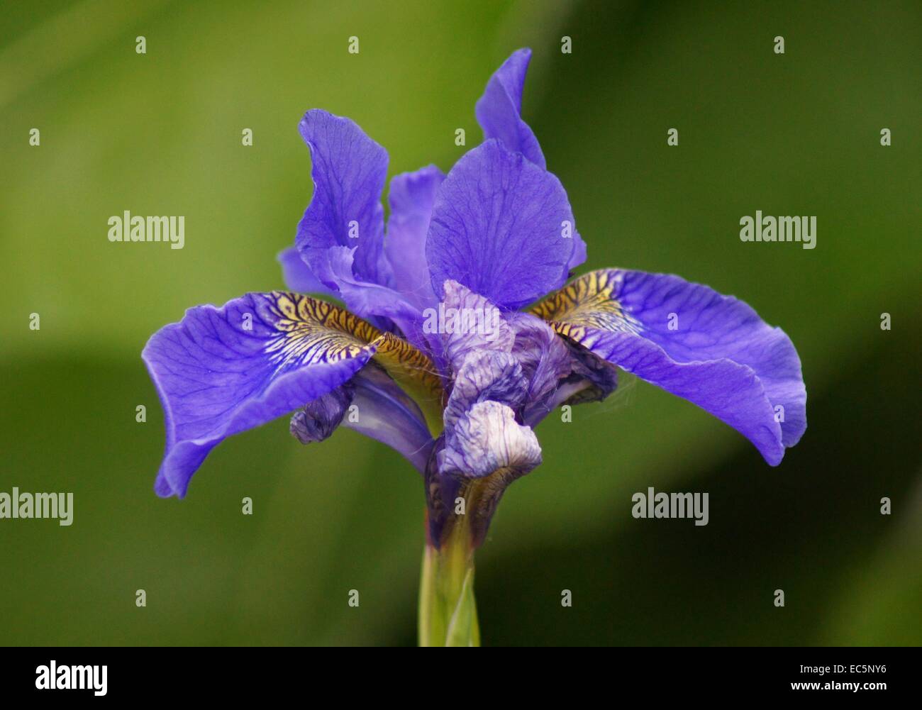 Violet Lily Lilium Stock Photo - Alamy