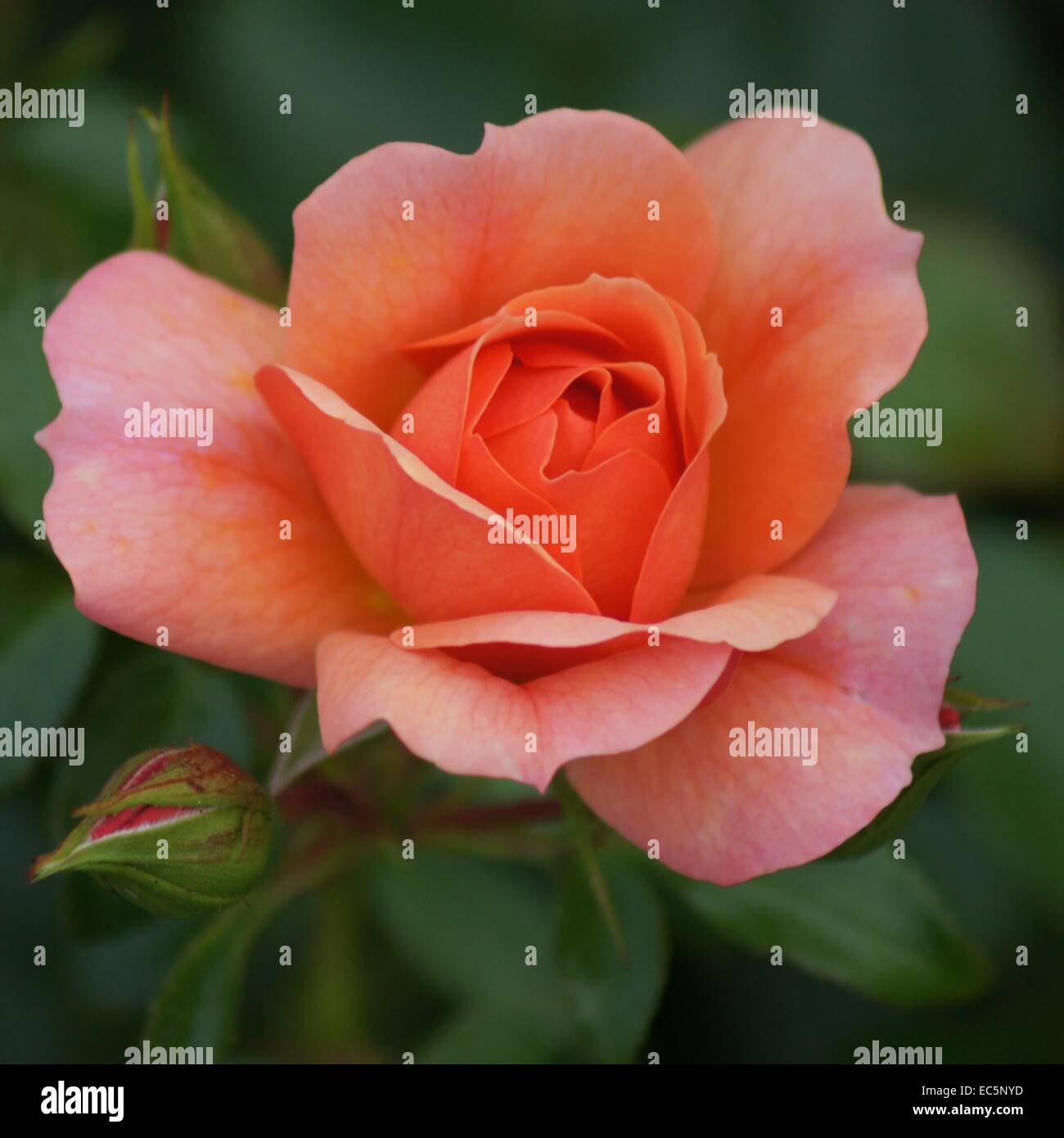 Rose Queen rosa Stock Photo - Alamy