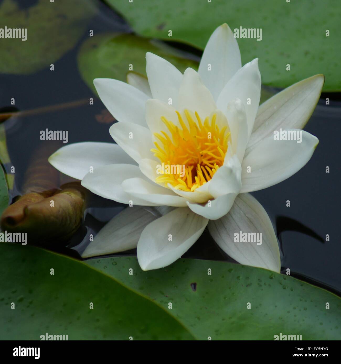Nymphaea lotos hi-res stock photography and images - Alamy