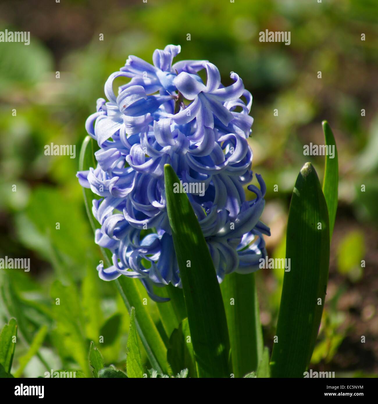 Hyacinthus plants hi-res stock photography and images - Alamy