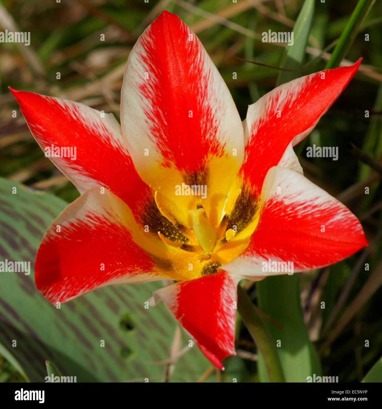Flame Tulip Tulipa Stock Photo - Alamy