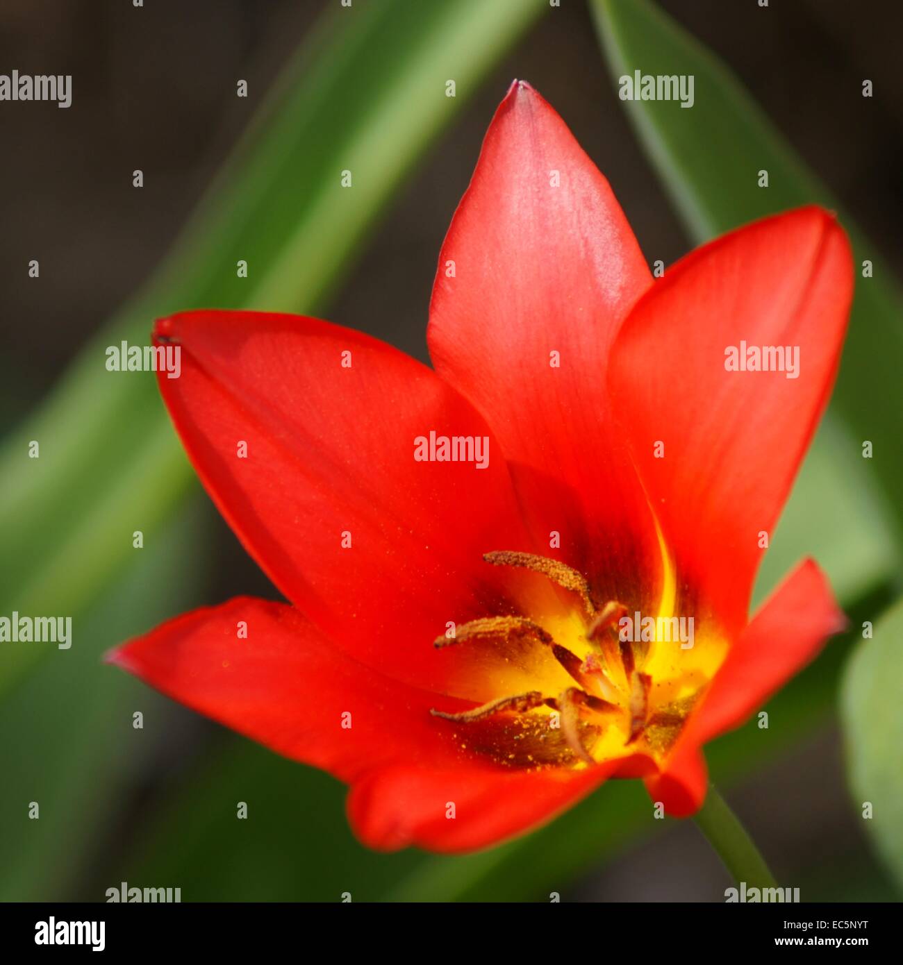 Red Tulip Tulipa Stock Photo - Alamy