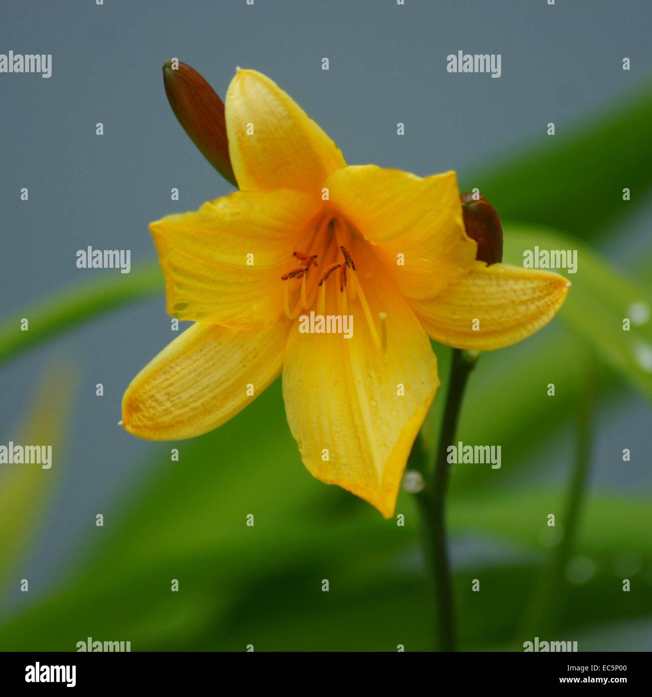 sun yellow lily Lilium Stock Photo - Alamy