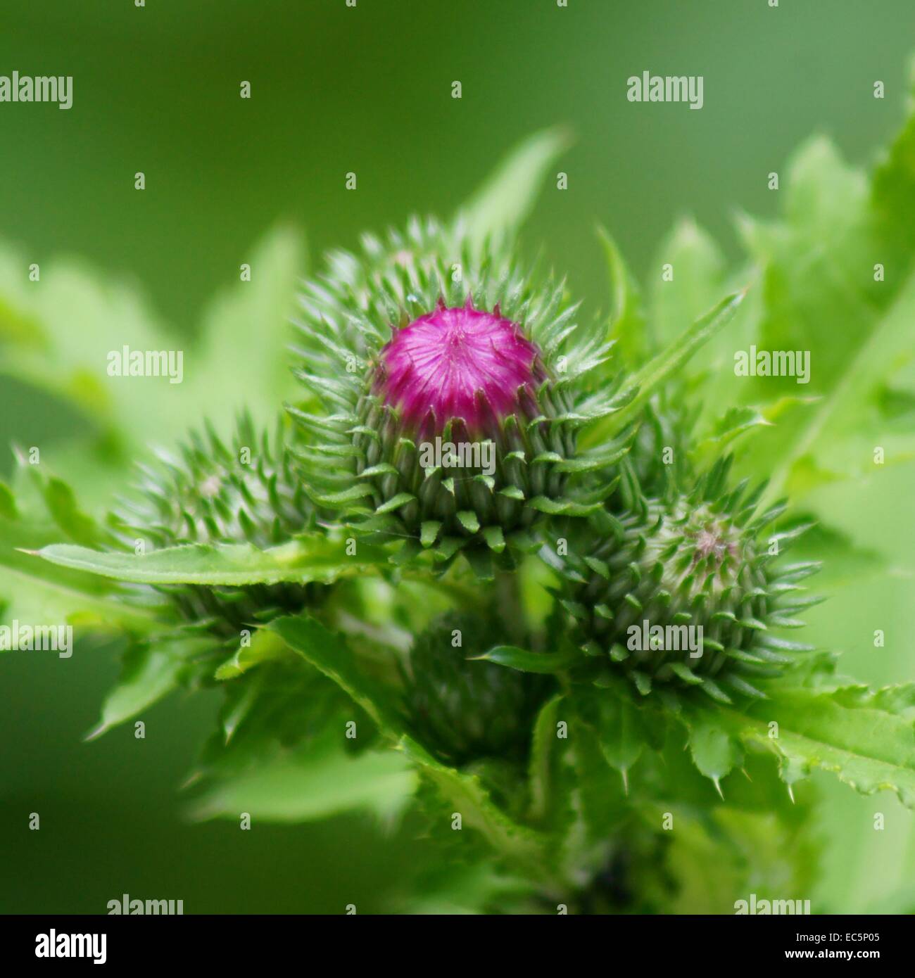 Birth plant hi-res stock photography and images - Alamy