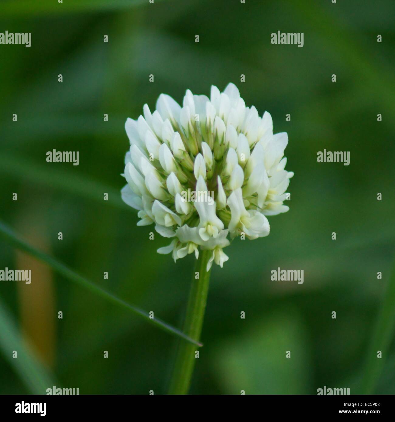 Clower flower hi-res stock photography and images - Alamy