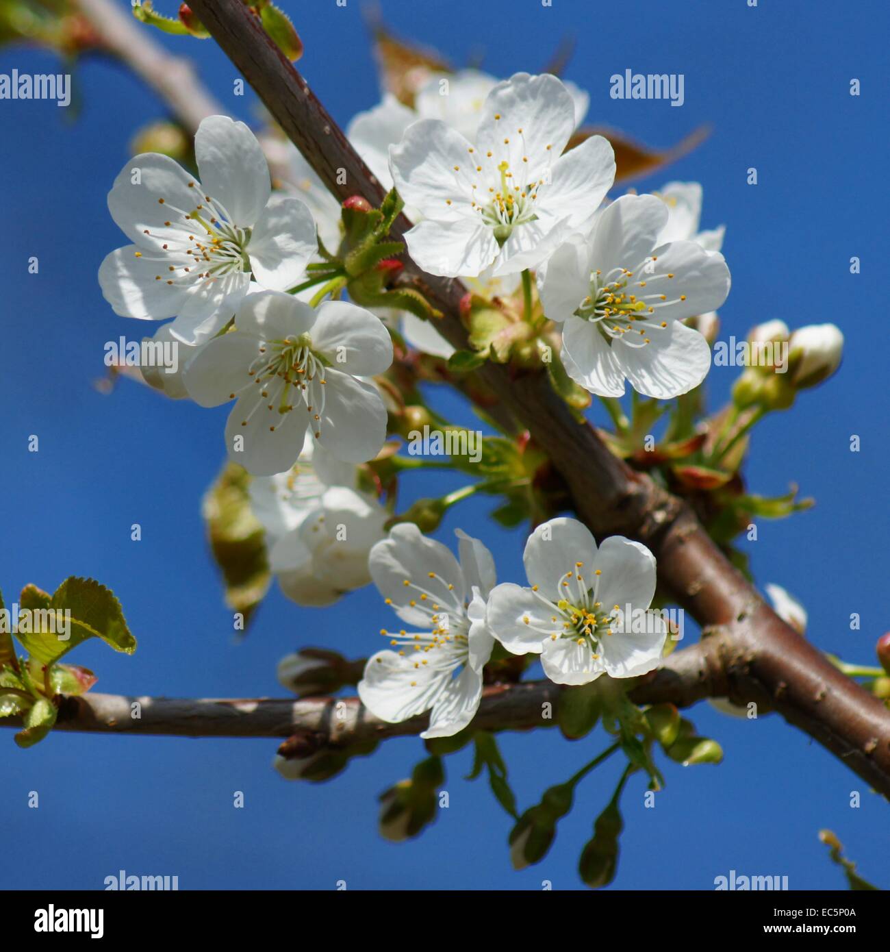 Cherry Blossom Prunus avium Stock Photo - Alamy
